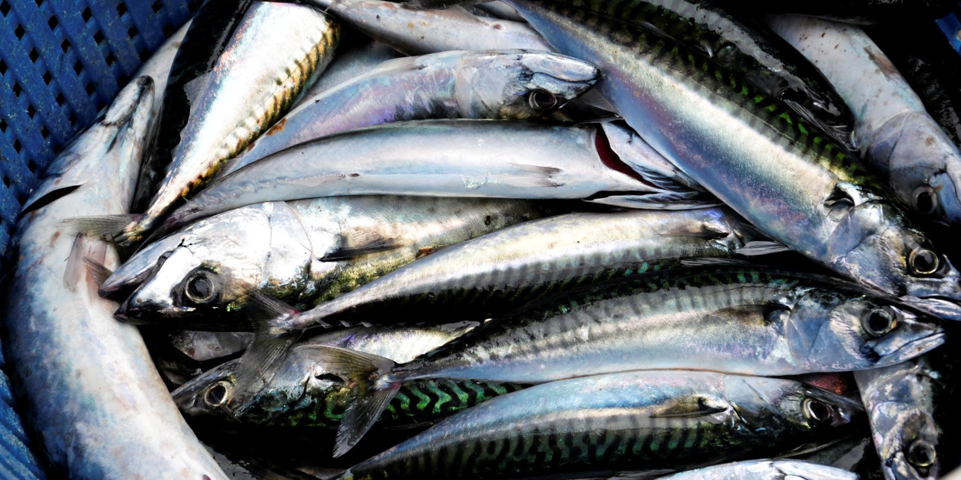 Kvotråden för Nordatlanten - minskning för makrill och kolmule ...