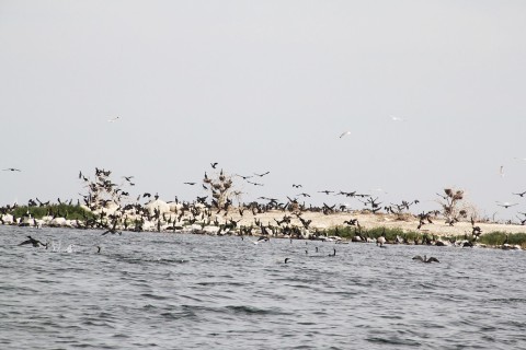 Skarvar i stora flockar förstör för yrkesfiskarna - Sveriges Fiskares ...