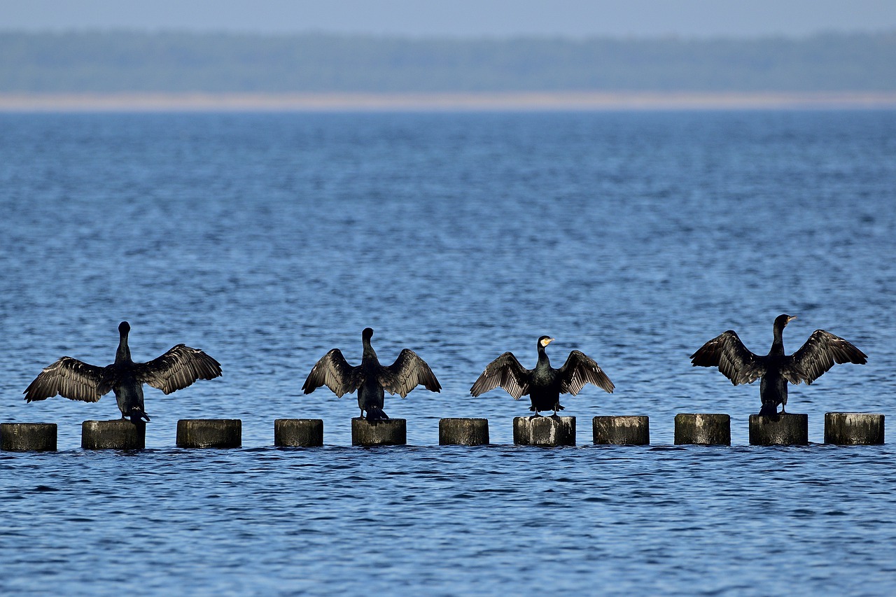 4 500 skarvar ska dödas – äggen ska doppas i olja - Sveriges Fiskares ...